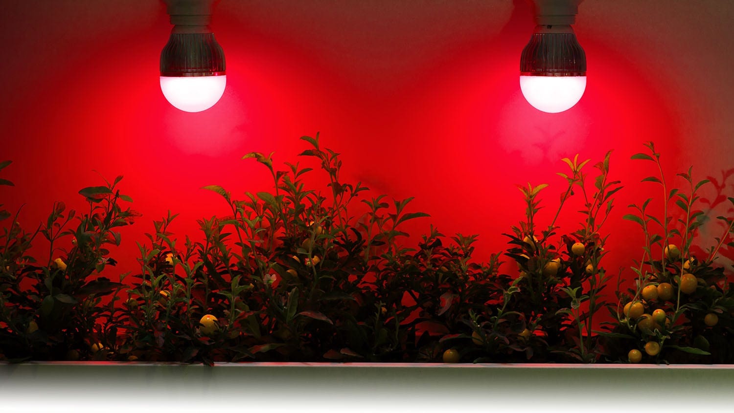 How Light Spectrums Influence Plant Growth and Development – Expertlights